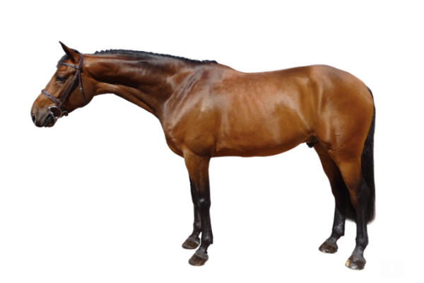 Start September with a New Horse from Pinch Punch: First of the Month ...