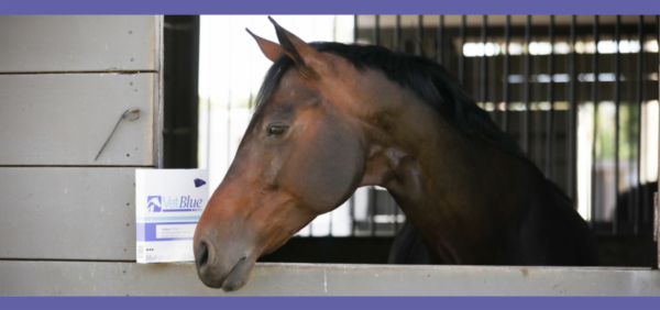 Wound Care Made Easy with VetBlue | Phelps Media Group