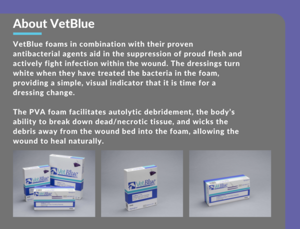 Morgan Child's VetBlue Success Story - Phelps Media Group