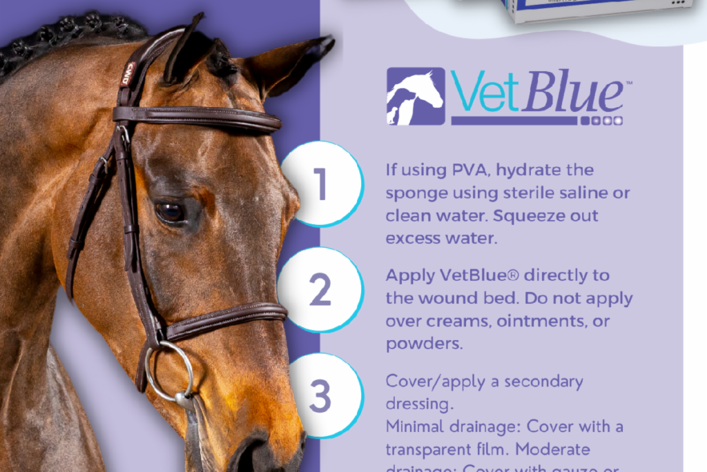A Step By Step Guide on How to Apply VetBlue - Phelps Media Group
