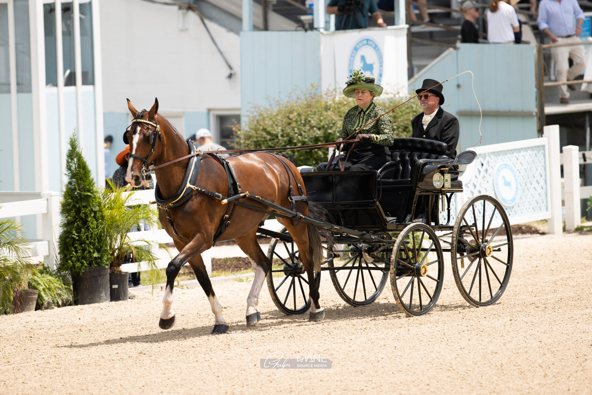 Devon Daily - May 26, 2024Carriage Pleasure Drive - Devon Horse Show